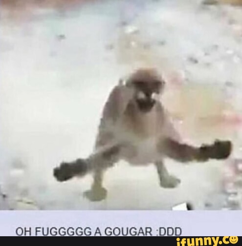 Gougar memes. Best Collection of funny Gougar pictures on iFunny