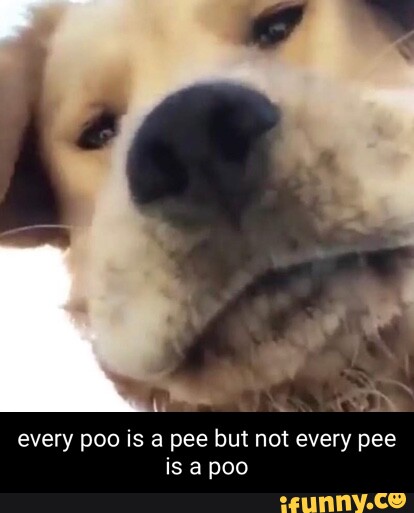Every poo is a pee but not every pee is a poo - iFunny