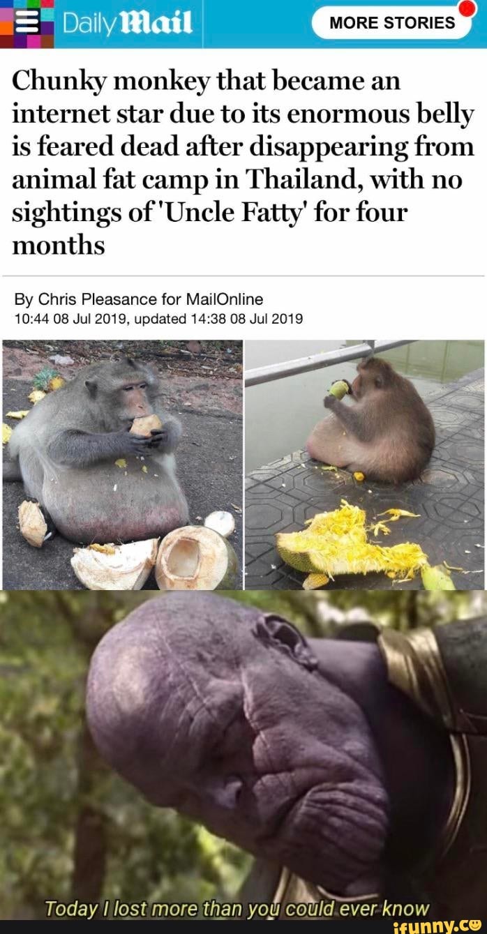 Chunky monkey that became an internet star due to its enormous belly is ...