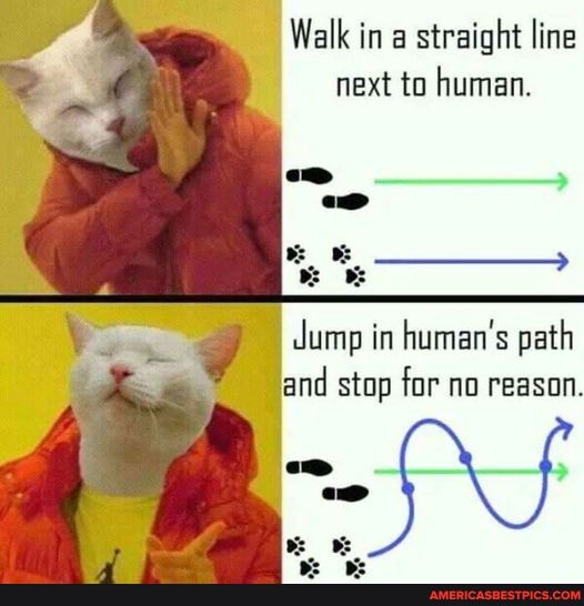 Walk in straight line next to human. Jump in human's path and stop for ...