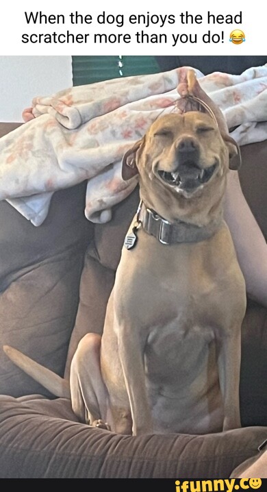 Smilingdog memes. Best Collection of funny Smilingdog pictures on iFunny