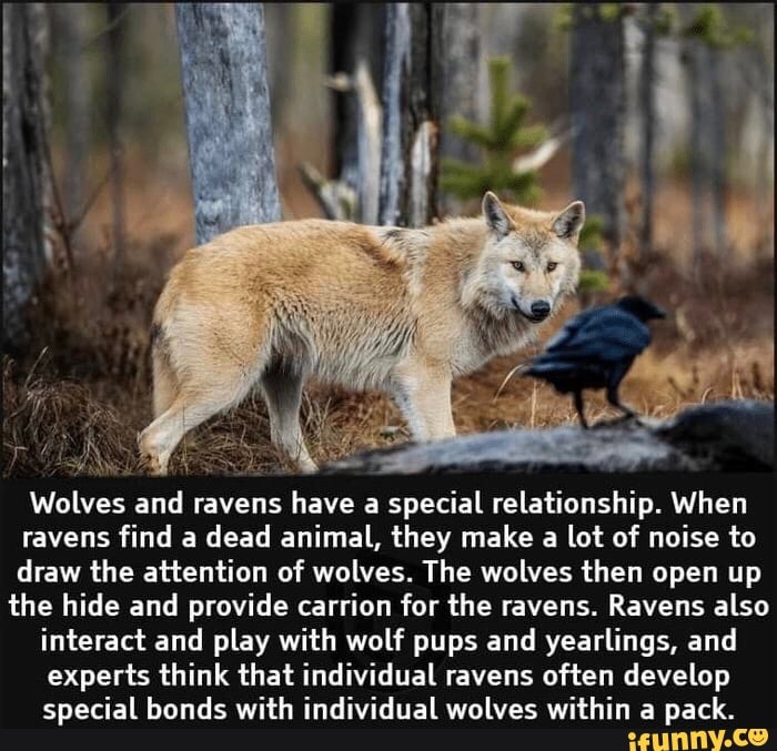 Wolves and ravens have special relationship. When ravens find a dead ...