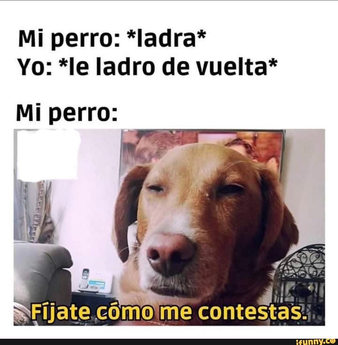 Mi perro: *ladra* Yo: *le ladro de vuelta* Mi perro: - iFunny