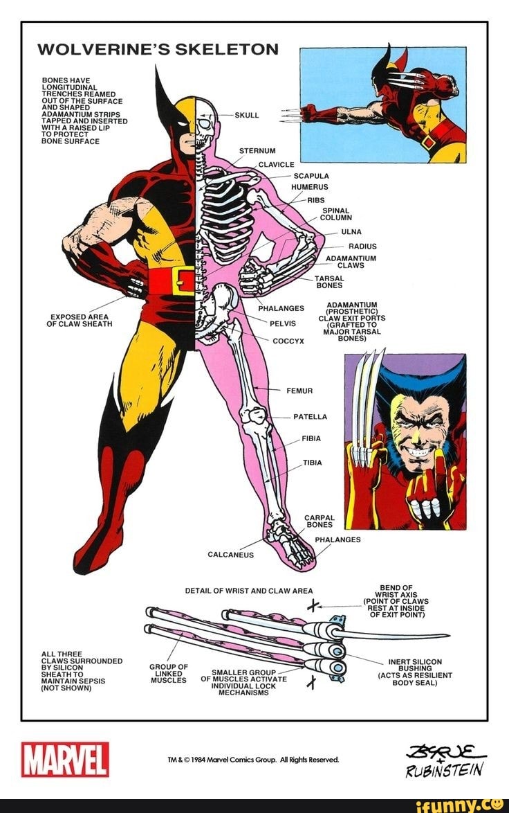 WOLVERINE'S SKELETON BONES TONGITUBINAL 'TRENCHES REAMED. OUT OF THE SURFACE ND SHAPED ...