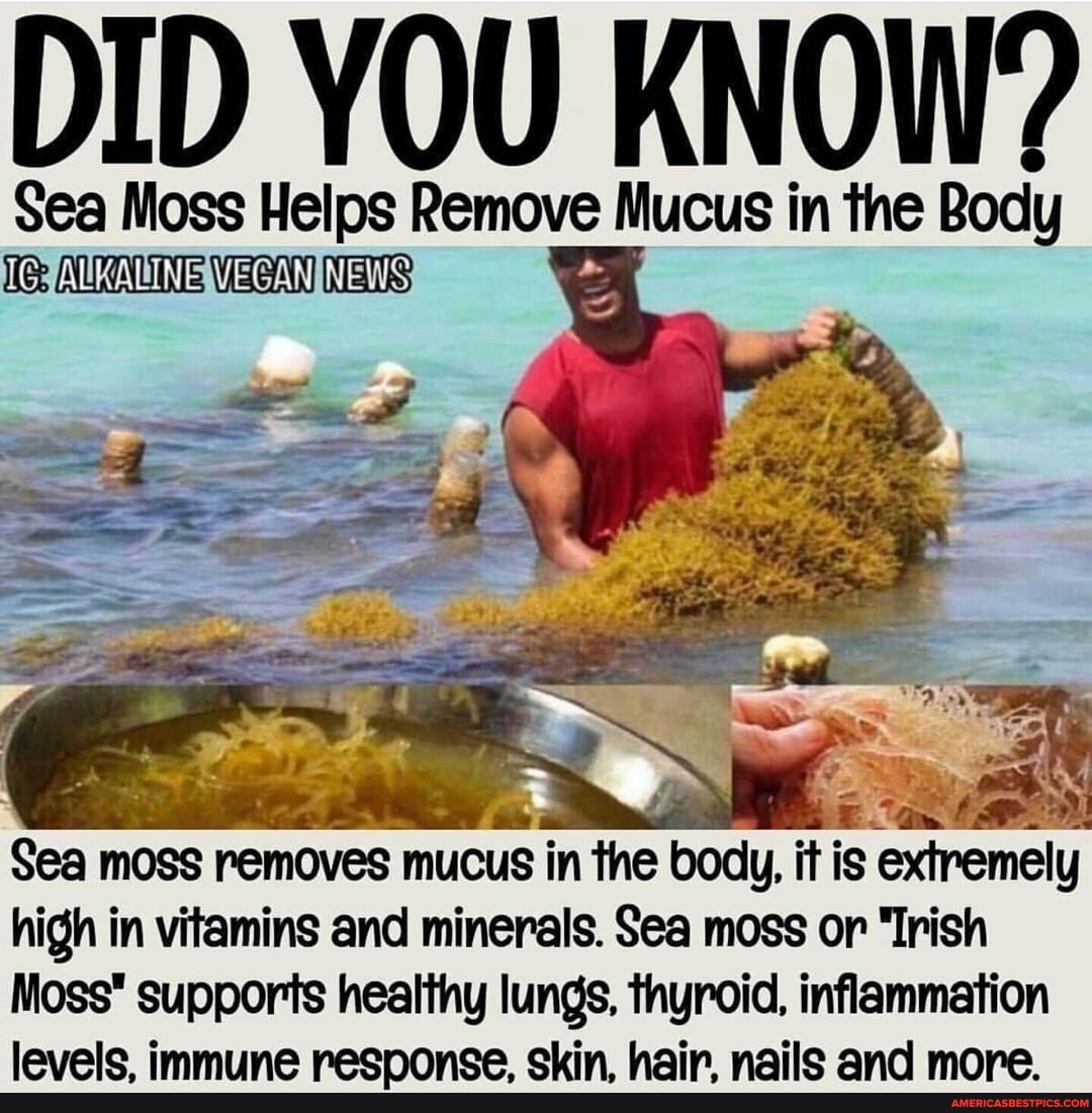 DID YOU KNOW? Sea Moss Helps Remove Mucus in the Body Sea moss removes ...