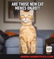 ARE THOSE REW CAT MEMES ON - America’s best pics and videos