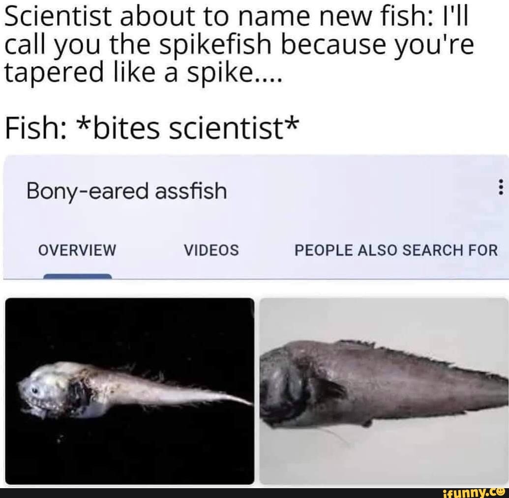 Spikefish memes. Best Collection of funny Spikefish pictures on iFunny