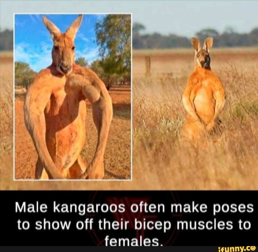 Male kangaroos often make poses to show off their bicep muscles to - iFunny