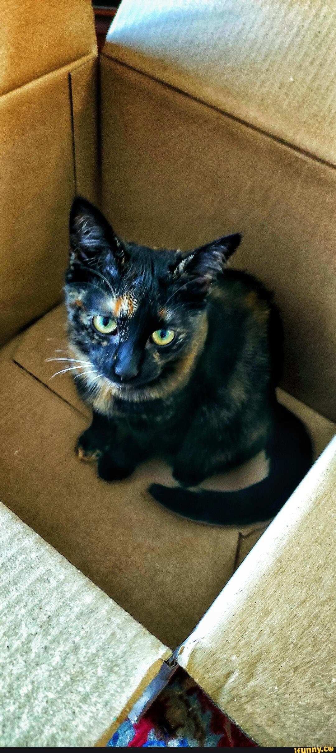 Calico_cat memes. Best Collection of funny Calico_cat pictures on iFunny