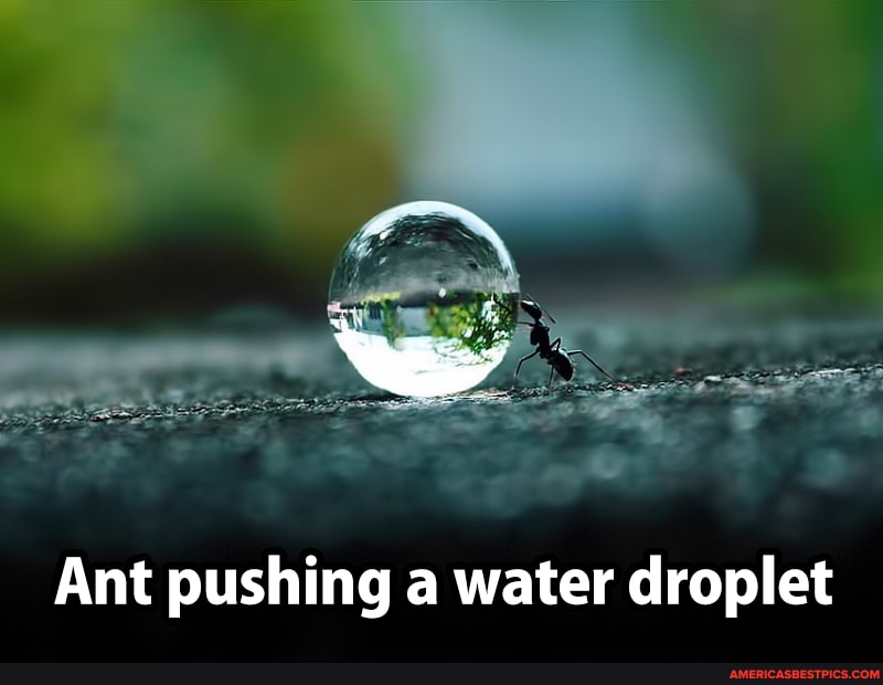 Ant pushing a water droplet - America’s best pics and videos