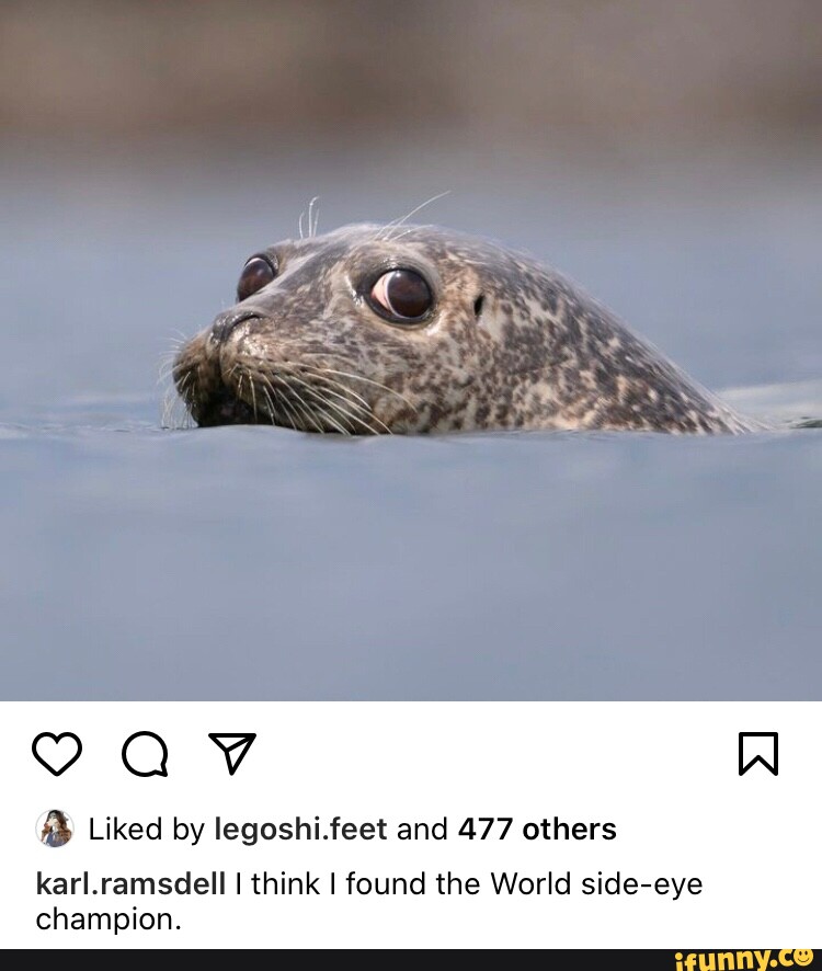 Legoshi memes. Best Collection of funny Legoshi pictures on iFunny