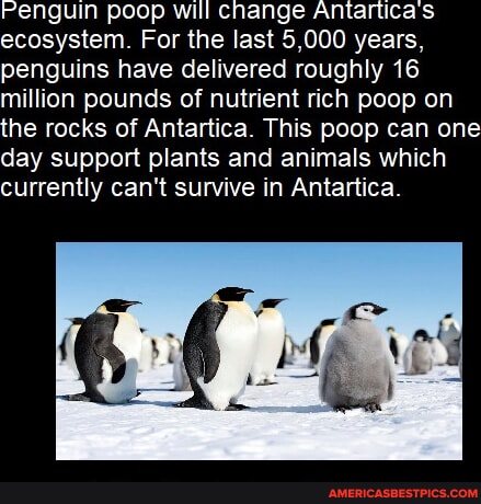 Penguin poop will change Antarticas ecosystem. For the last 5,000 years ...