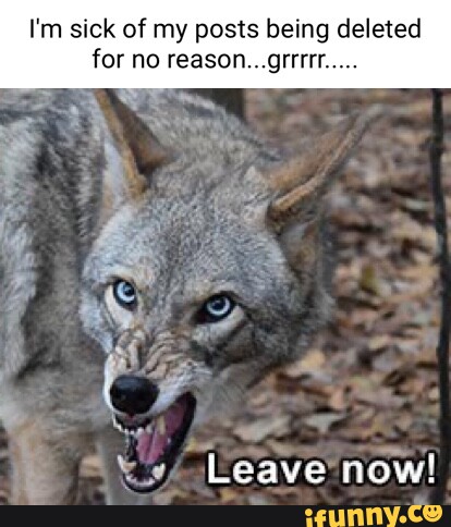 Grrrrr memes. Best Collection of funny Grrrrr pictures on iFunny