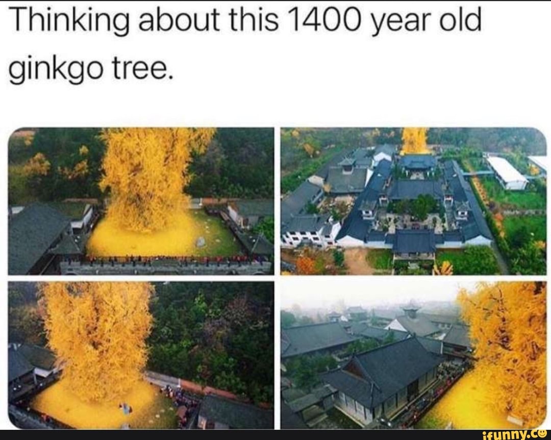 Thinking about this 1400 year old ginkgo tree. - iFunny