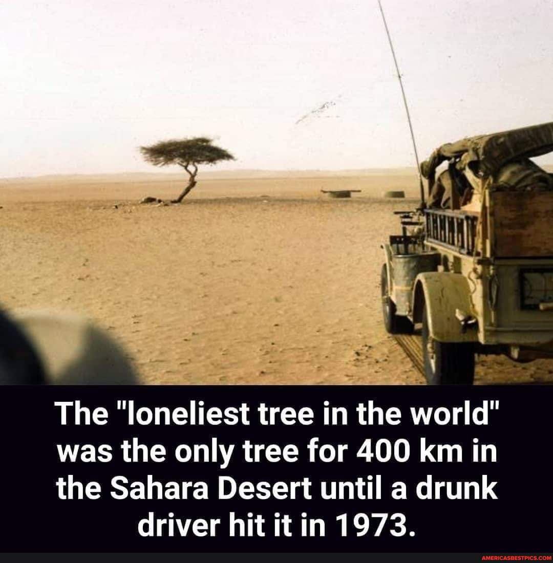Loneliest Tree In The World