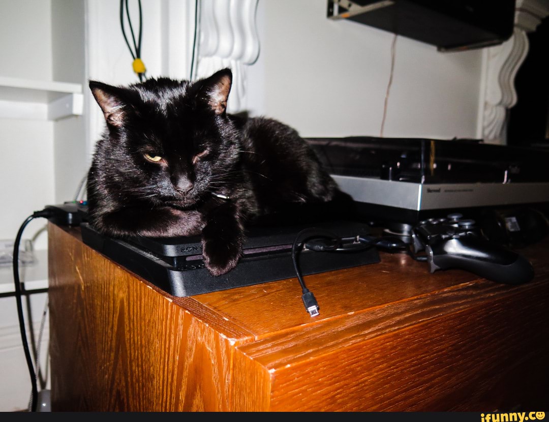 My cat is the best thing on PS4 - iFunny