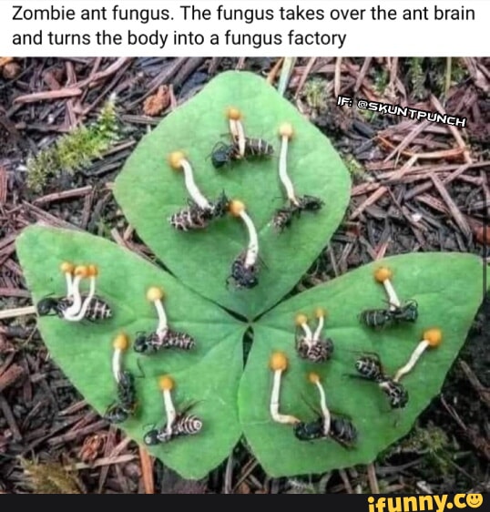 Fungus memes. Best Collection of funny Fungus pictures on iFunny