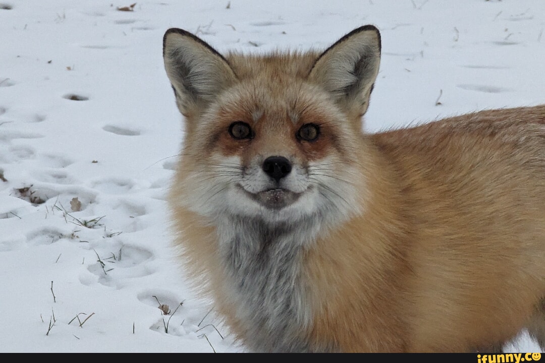 Tfm_pan memes. Best Collection of funny Tfm_pan pictures on iFunny