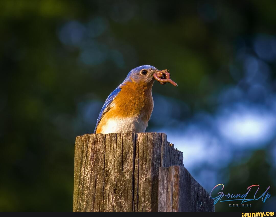 Grubbin memes. Best Collection of funny Grubbin pictures on iFunny