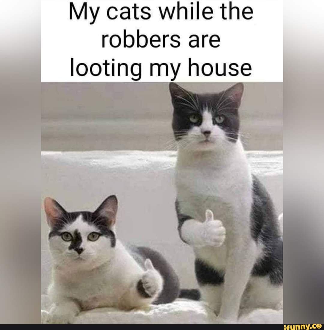 My cats while the robbers are looting my house I - iFunny