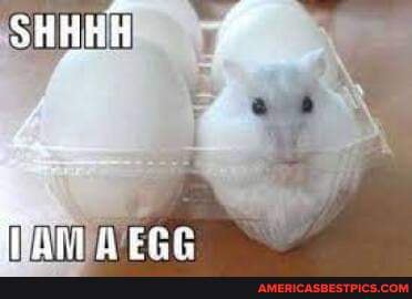 Shhh! I am an egg.. 🐀😂 #funnymeme #memes #meme - America’s best pics ...