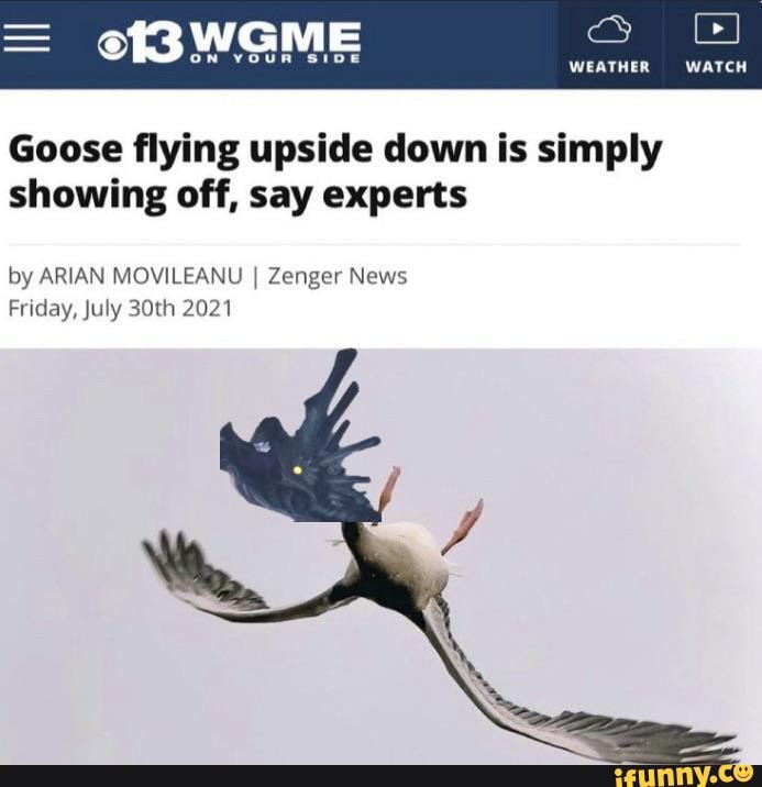 WEATHER WATCH Goose flying upside down is simply showing off, say ...
