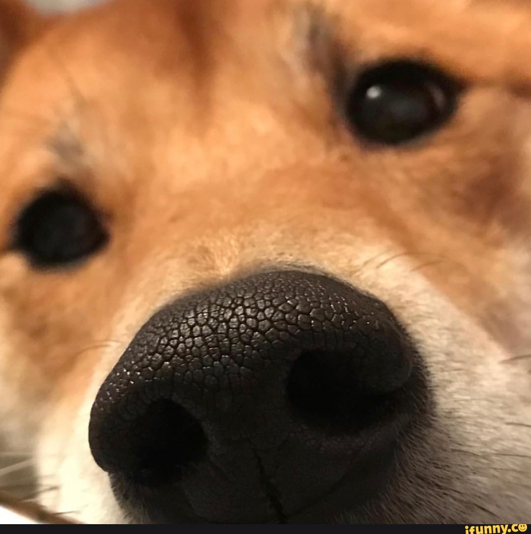 Boop_the_snoot memes. Best Collection of funny Boop_the_snoot pictures ...