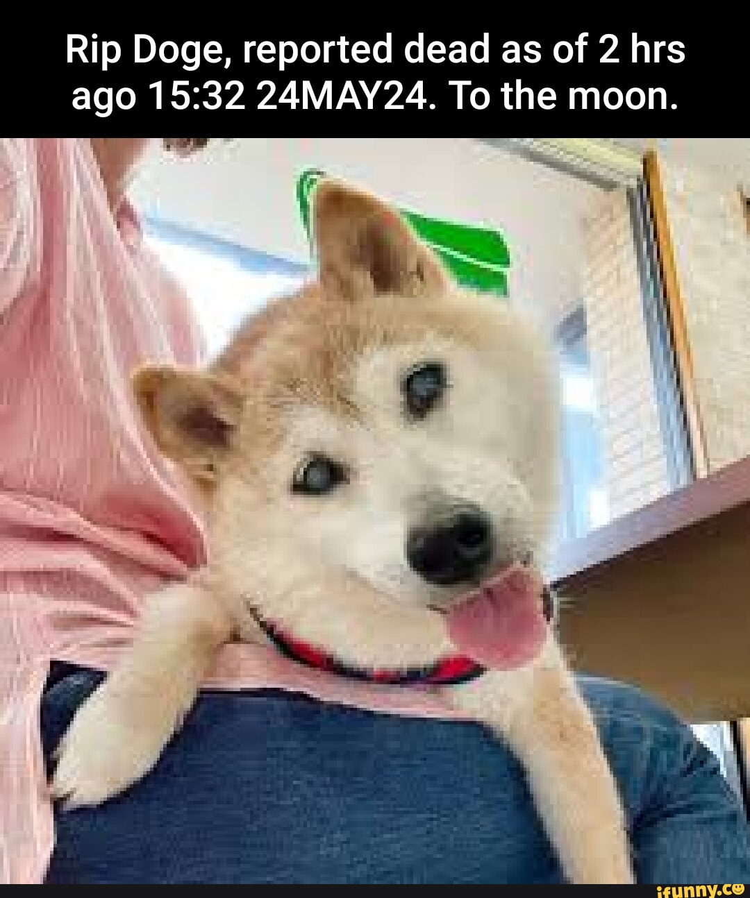 Rip Doge, reported dead as of 2 hrs ago 24MAY24. To the moon. - iFunny