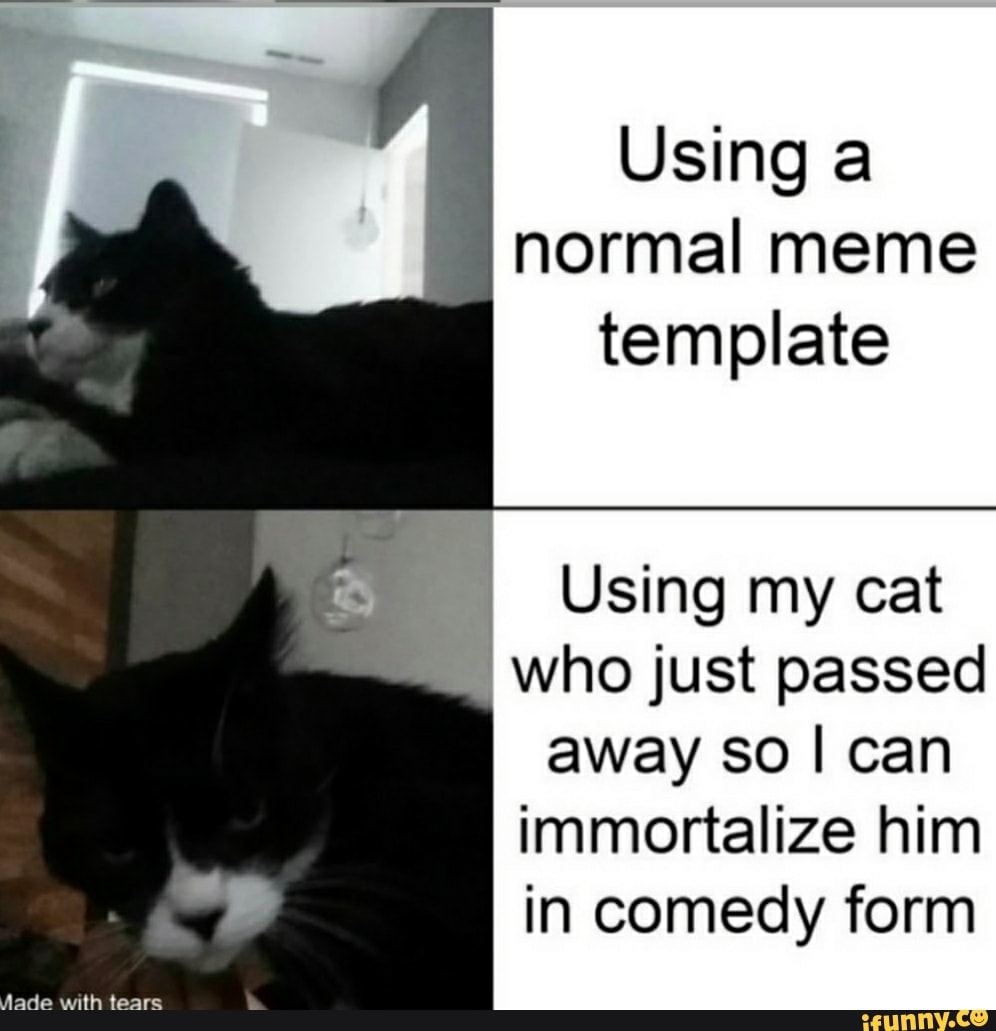 Using a normal meme template Using my cat who just passed away so I can ...