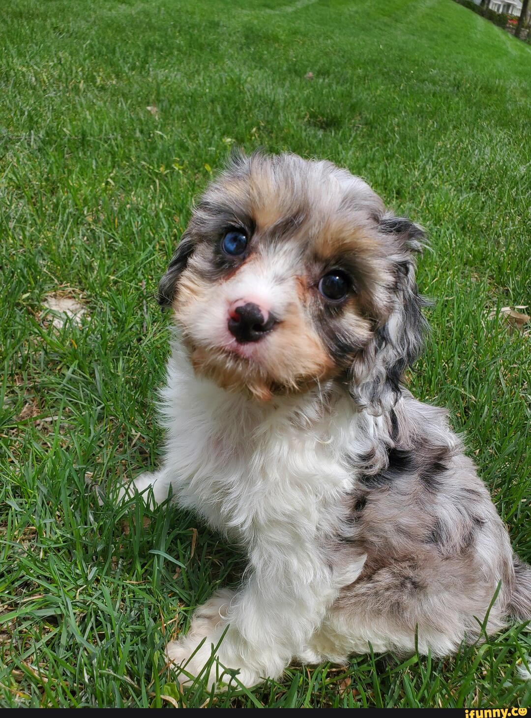 Cavapoo memes. Best Collection of funny Cavapoo pictures on iFunny