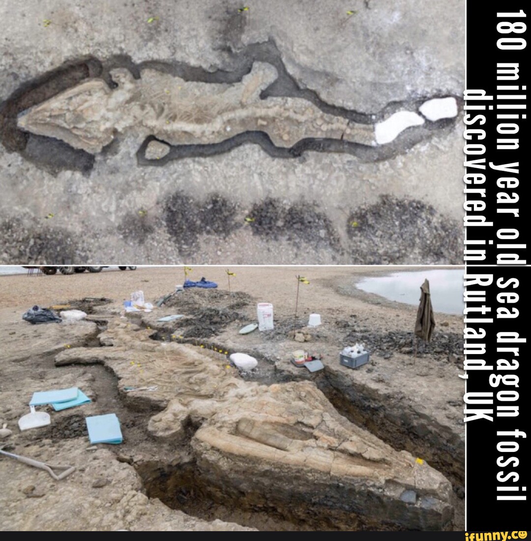 Million Old Old 180 Year Year Dragon Dragon 180 Sea Sea Sea Fossil