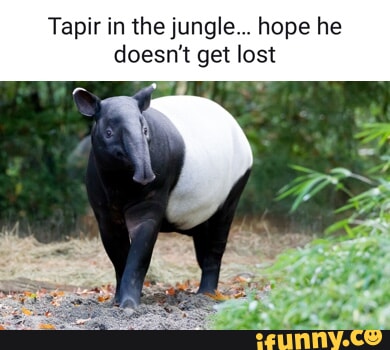 Tapir Memes