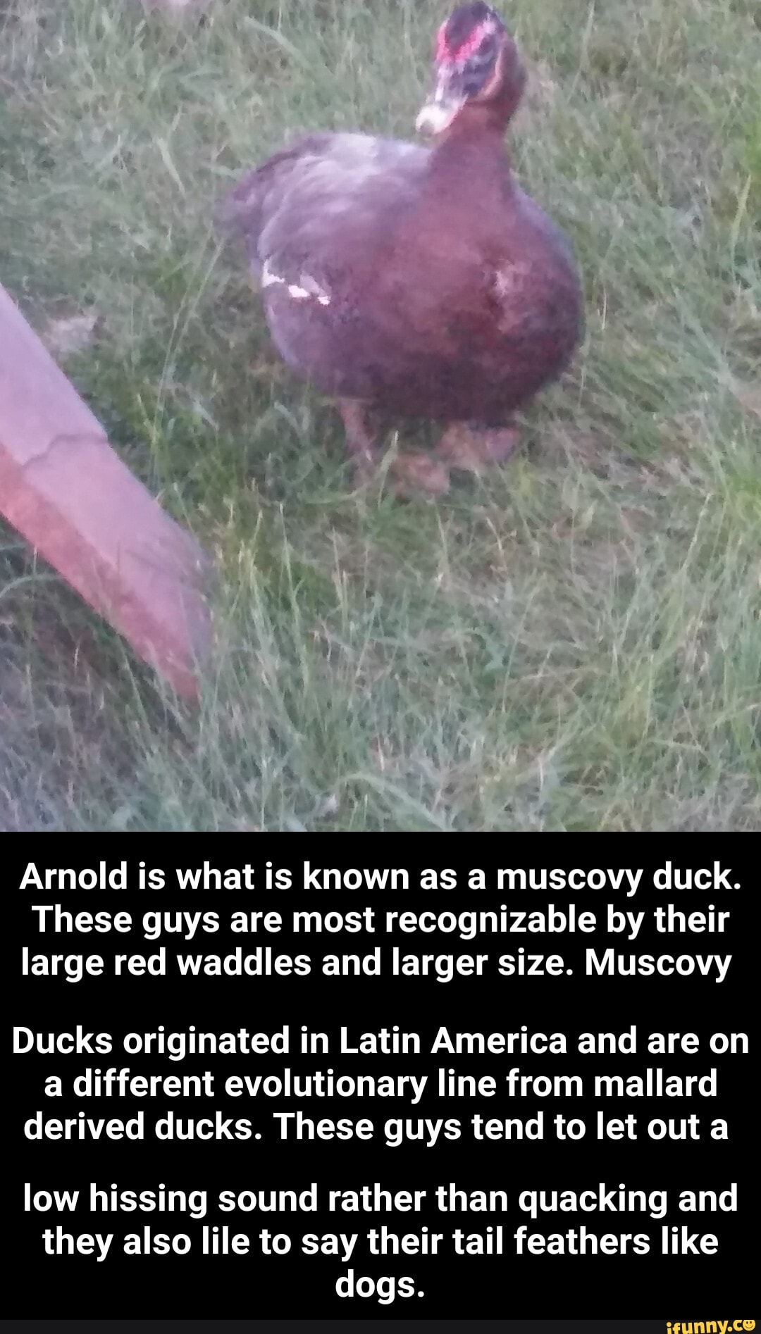 Arnold is what is known as a muscovy duck. These guys are most ...