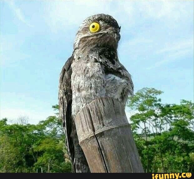 Patoo memes. Best Collection of funny Patoo pictures on iFunny