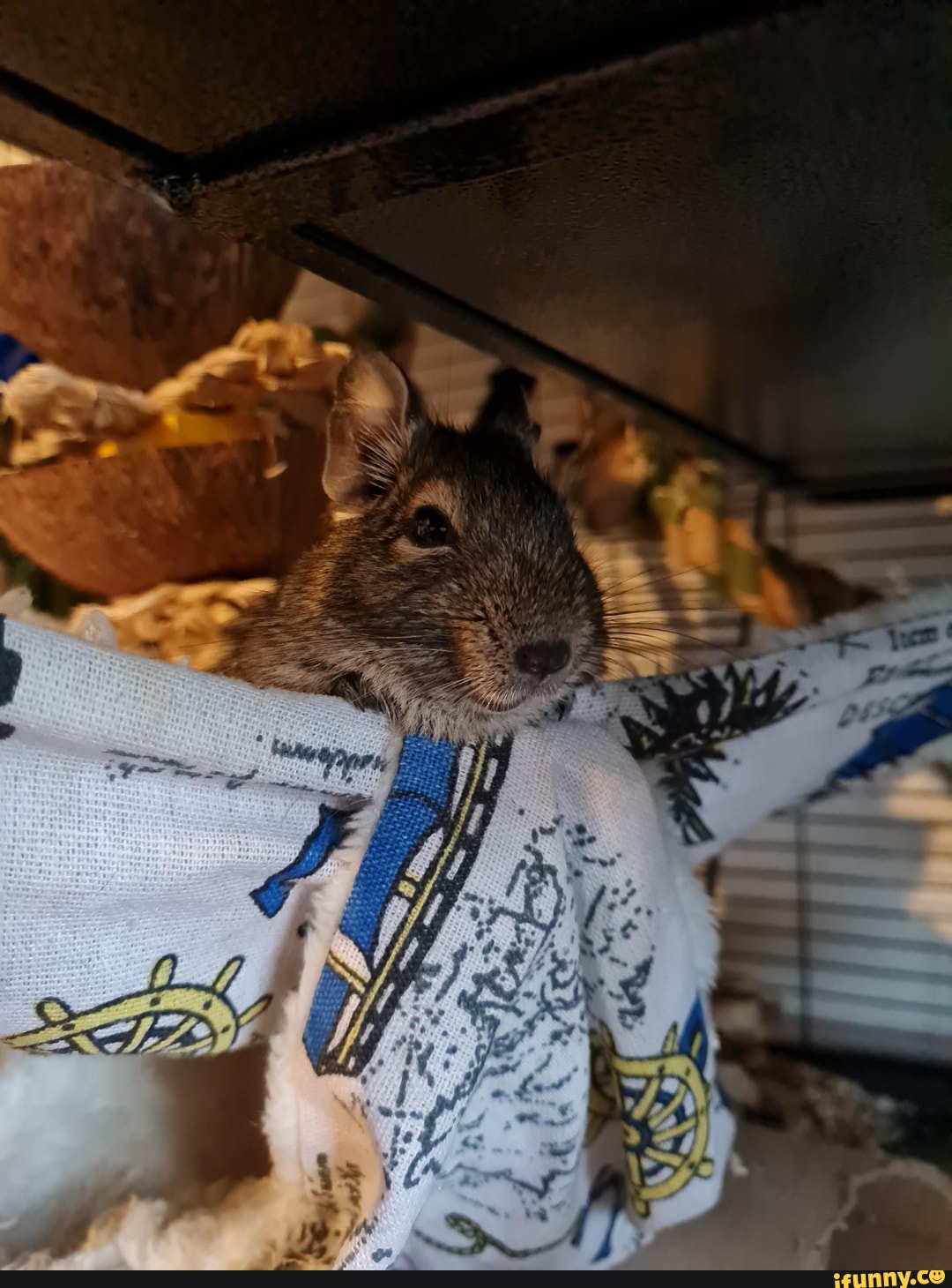 Degu memes. Best Collection of funny Degu pictures on iFunny