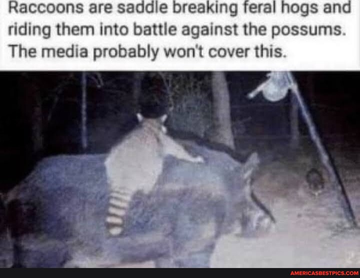 Raccoons are saddle breaking feral hogs and riding them into battle ...