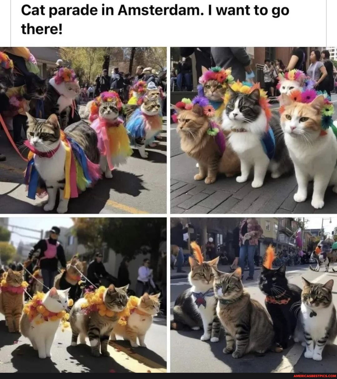 Catmemes catmemesdaily cat kitten instacat catmemesarethebest memecat ...
