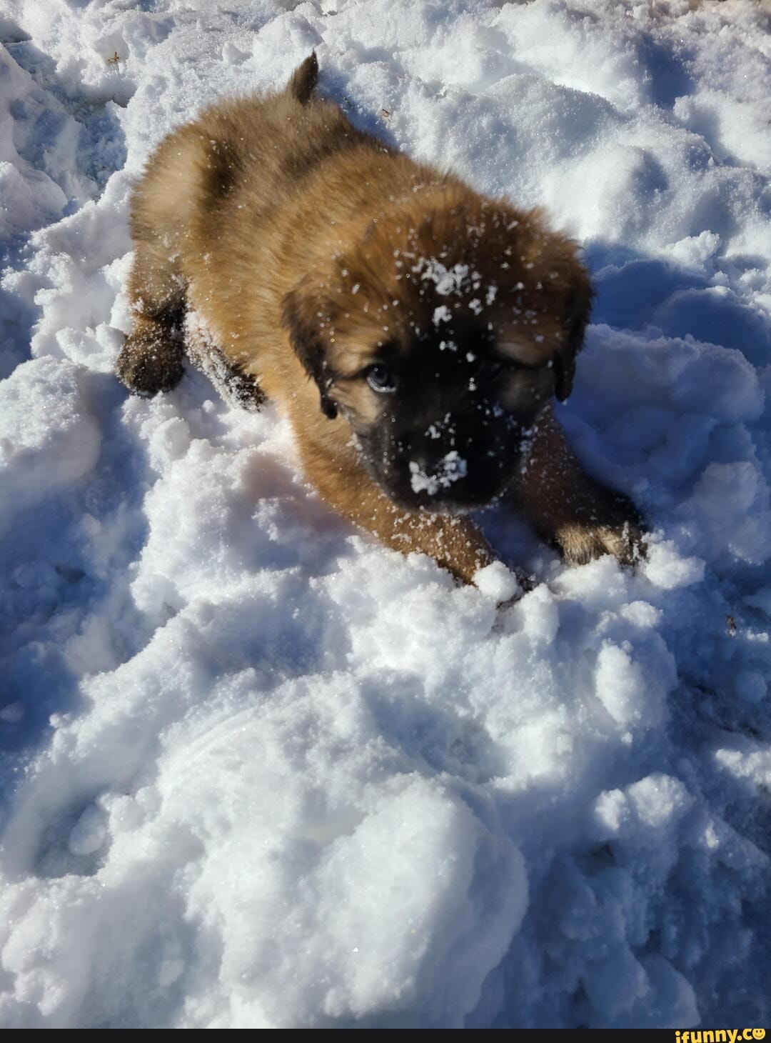 Leonberger memes. Best Collection of funny Leonberger pictures on iFunny