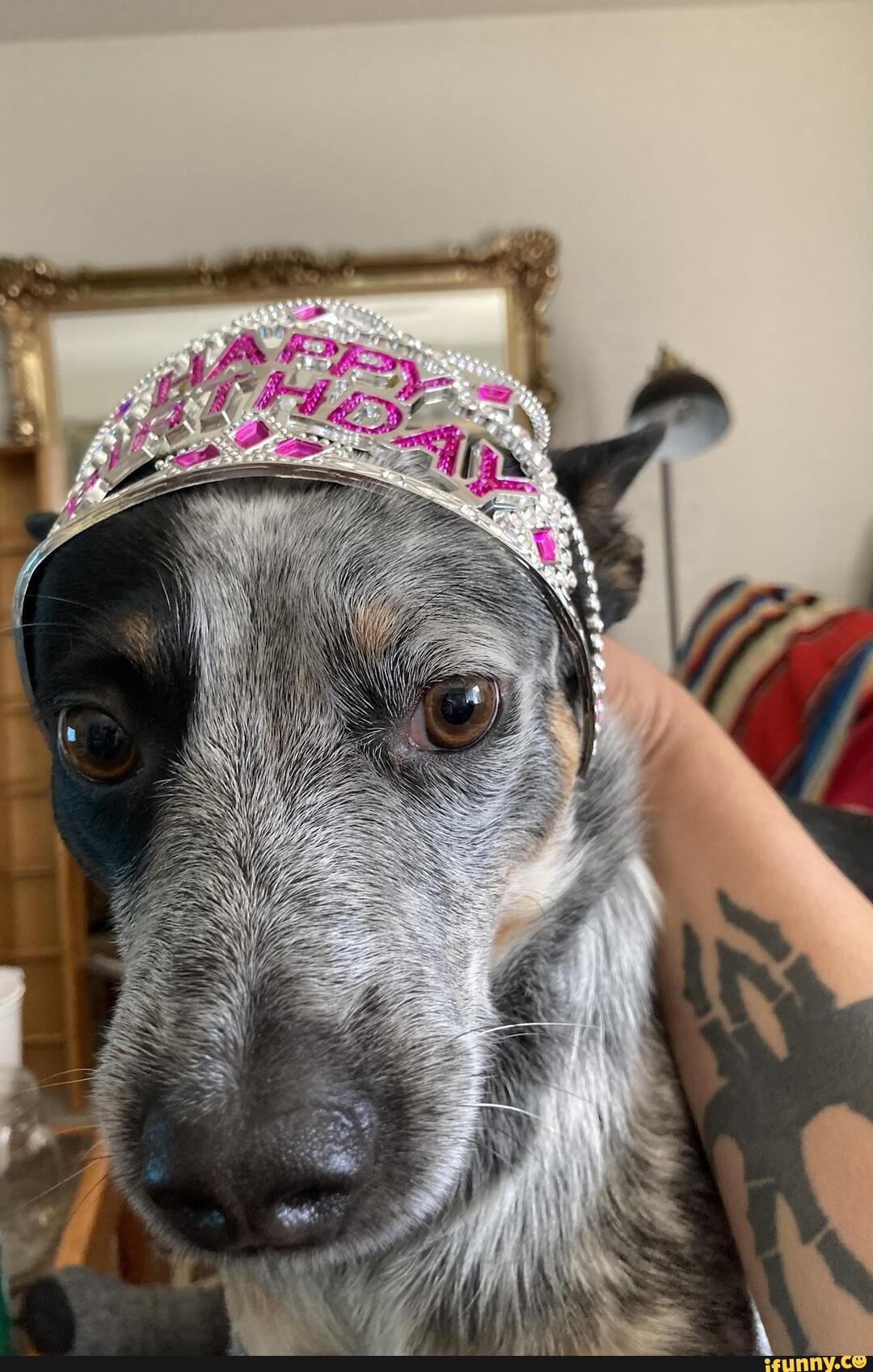 Derp_dog memes. Best Collection of funny Derp_dog pictures on iFunny