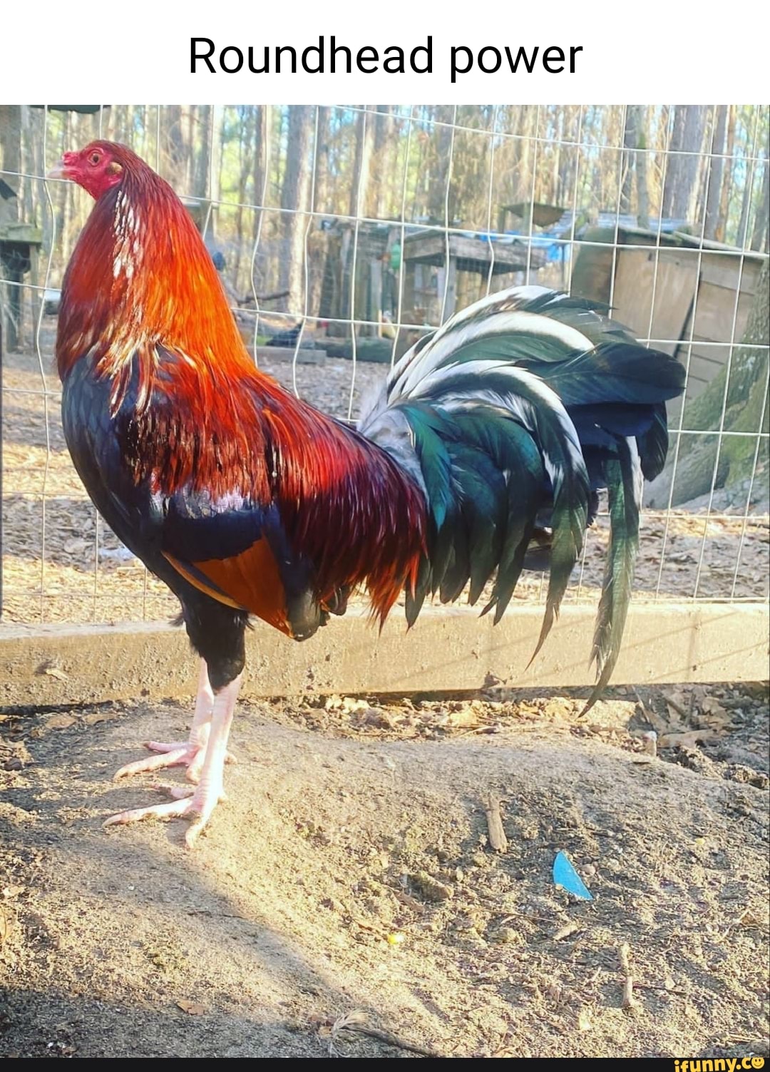 Roundhead Rooster