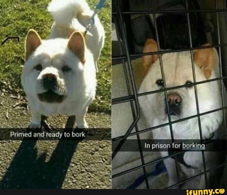 Bork memes. Best Collection of funny Bork pictures on iFunny
