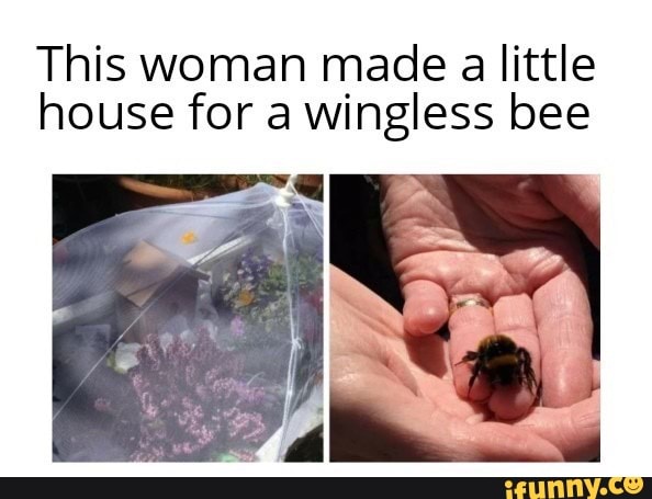 This woman made a little house for a Wingless bee - iFunny