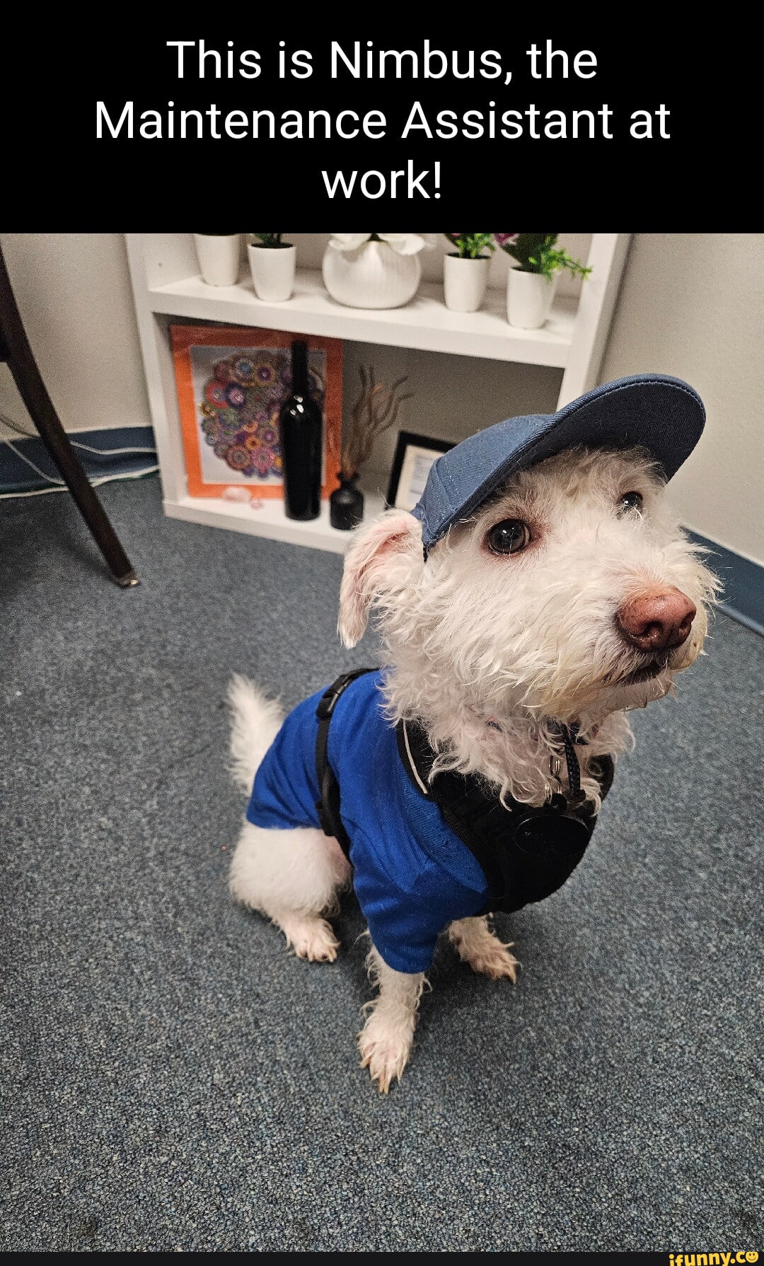 Nimbus memes. Best Collection of funny Nimbus pictures on iFunny