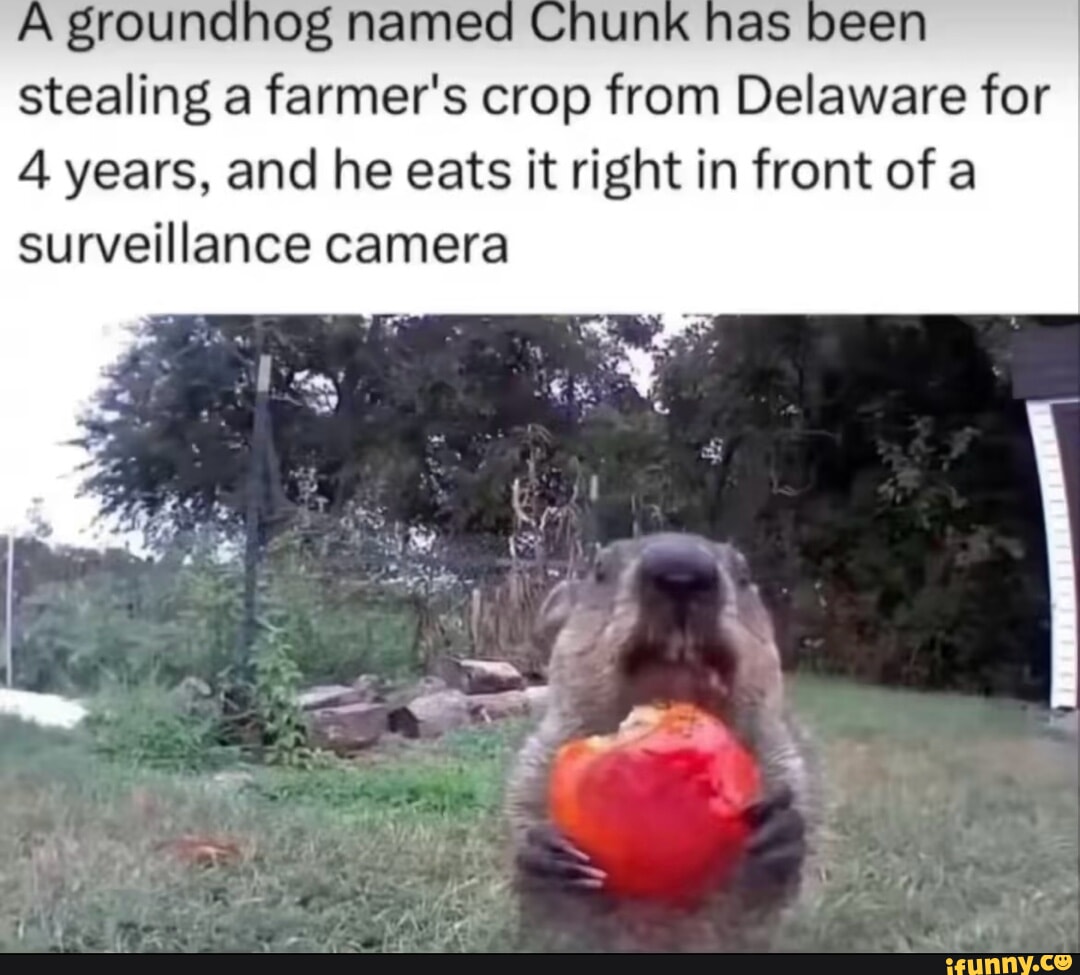 Crop memes. Best Collection of funny Crop pictures on iFunny