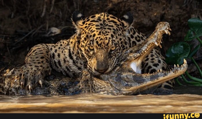 Jaguar memes. Best Collection of funny Jaguar pictures on iFunny
