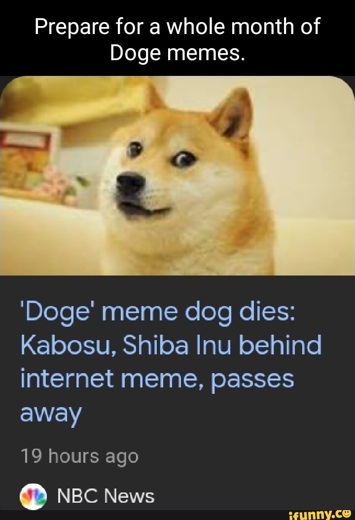 Prepare for a whole month of Doge memes. 'Doge' meme dog dies: Kabosu, Shiba Inu behind internet ...