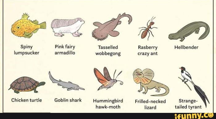 Hellbender memes. Best Collection of funny Hellbender pictures on iFunny