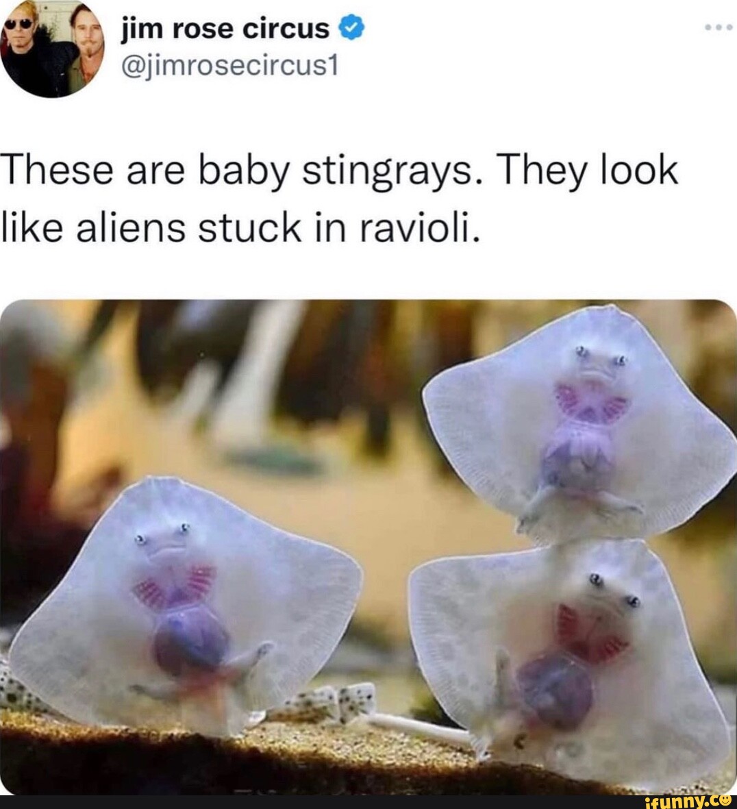 Rose cireus @jimrosecircusi These are baby stingrays. They look like ...