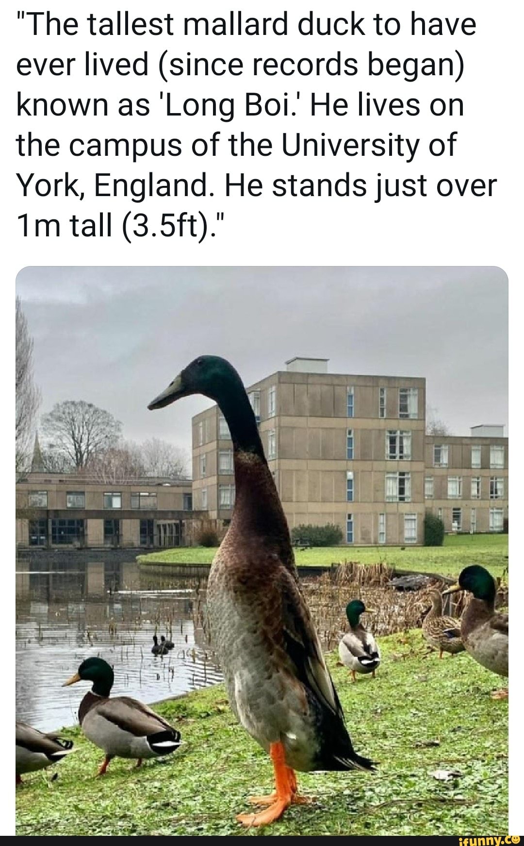 "The tallest mallard duck to have ever lived (since records began ...