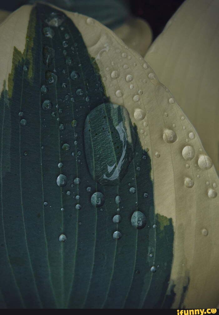 Hosta memes. Best Collection of funny Hosta pictures on iFunny